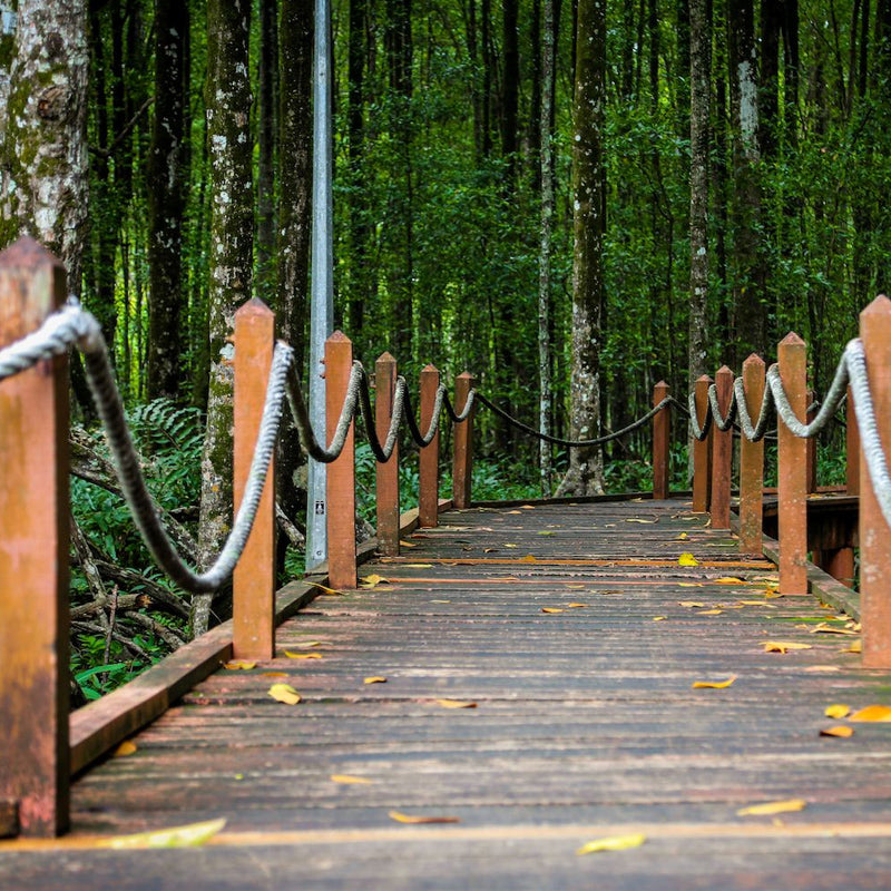 Matang Mangrove Forest Reserve Eco Park – EcoDoor