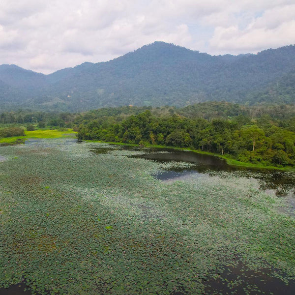Raban Lake (Tasik Raban), Lenggong – EcoDoor