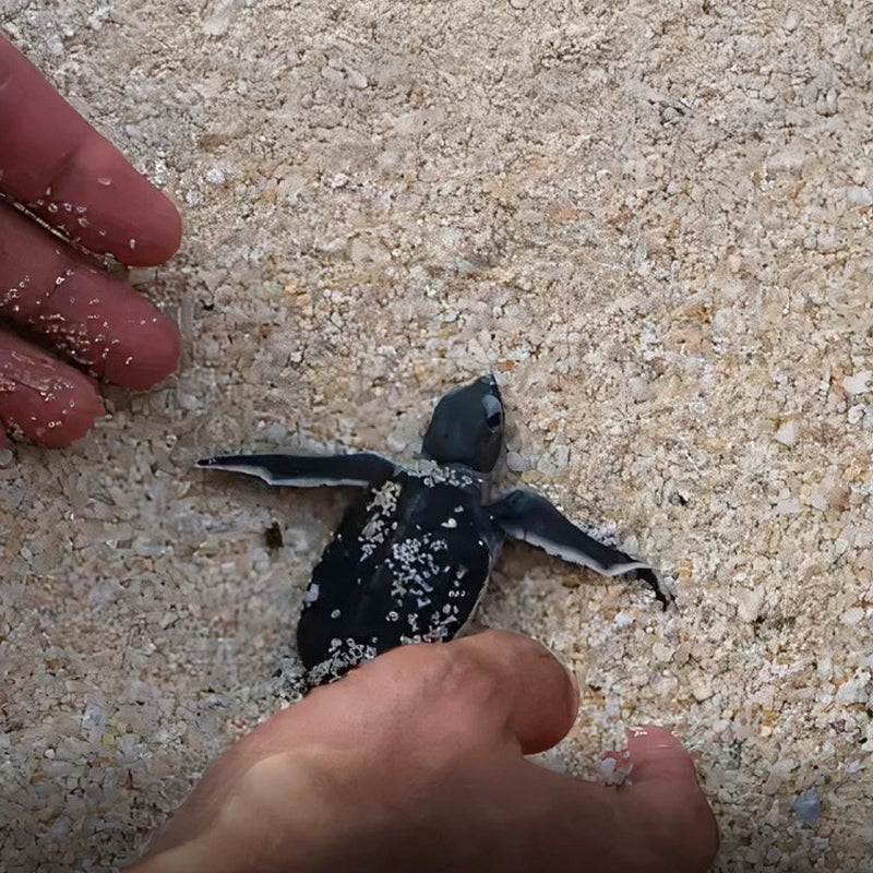 Segari Turtle Conservation & Information Center – EcoDoor